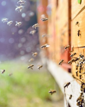 Onehive – The best local honey. Single Origin, Raw & Unfiltered.